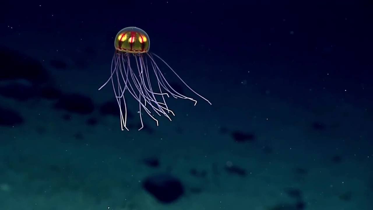 New alien looking jellyfish found in Mariana trench - YouTube