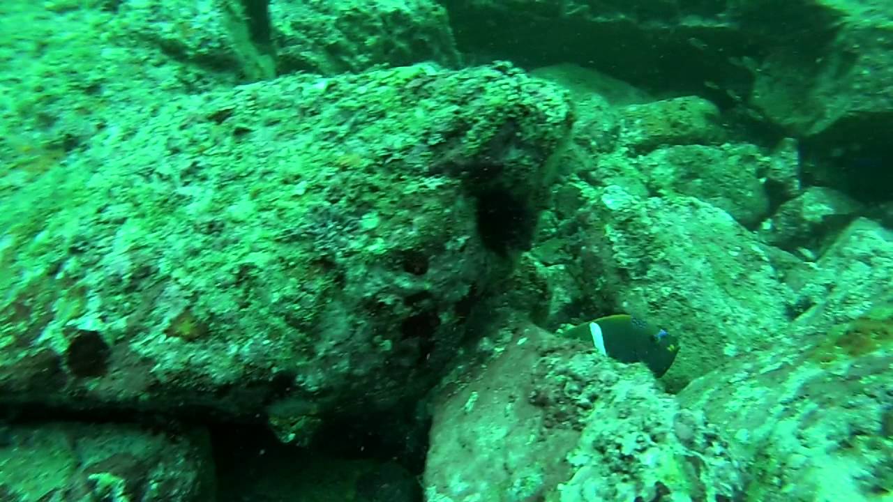 OG Dive Center Manzanillo (Buceo Manzanillo) - YouTube