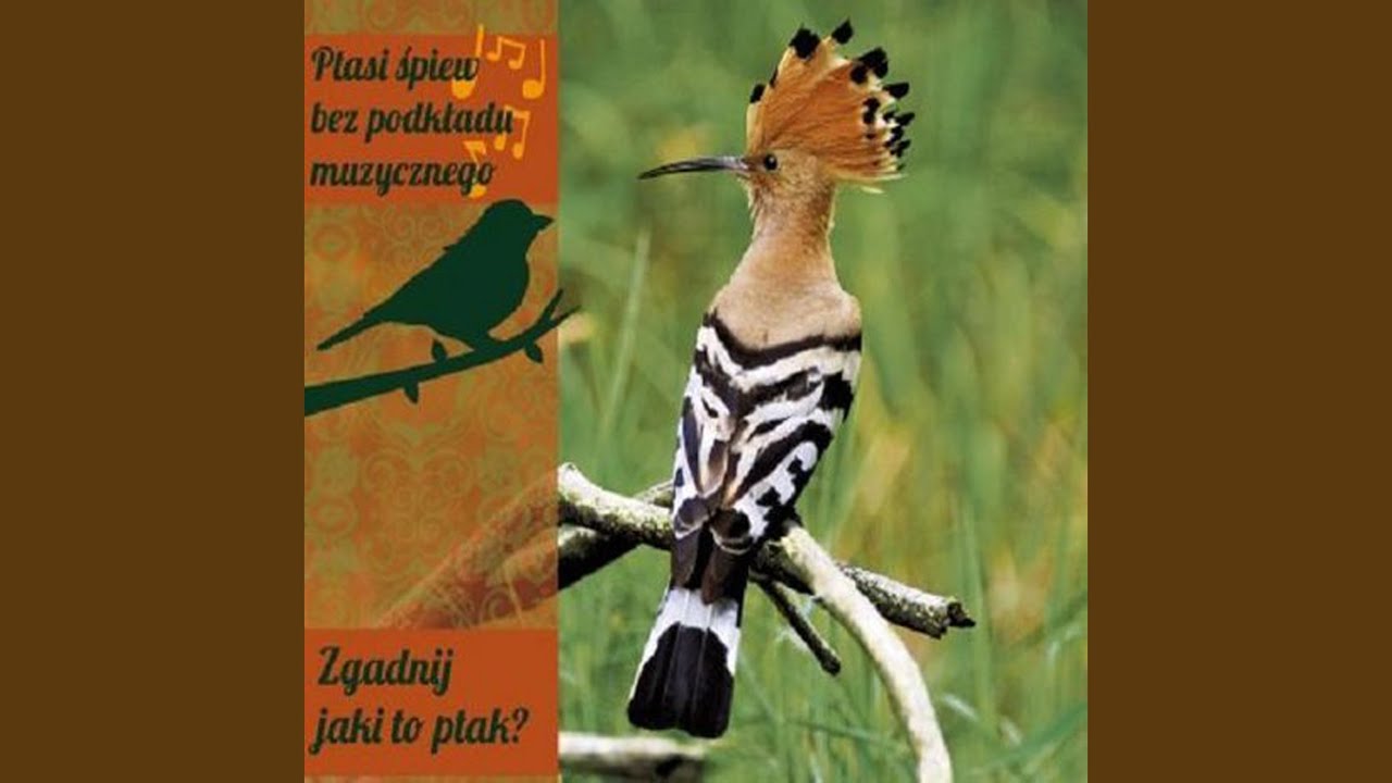 Slowik szary - YouTube