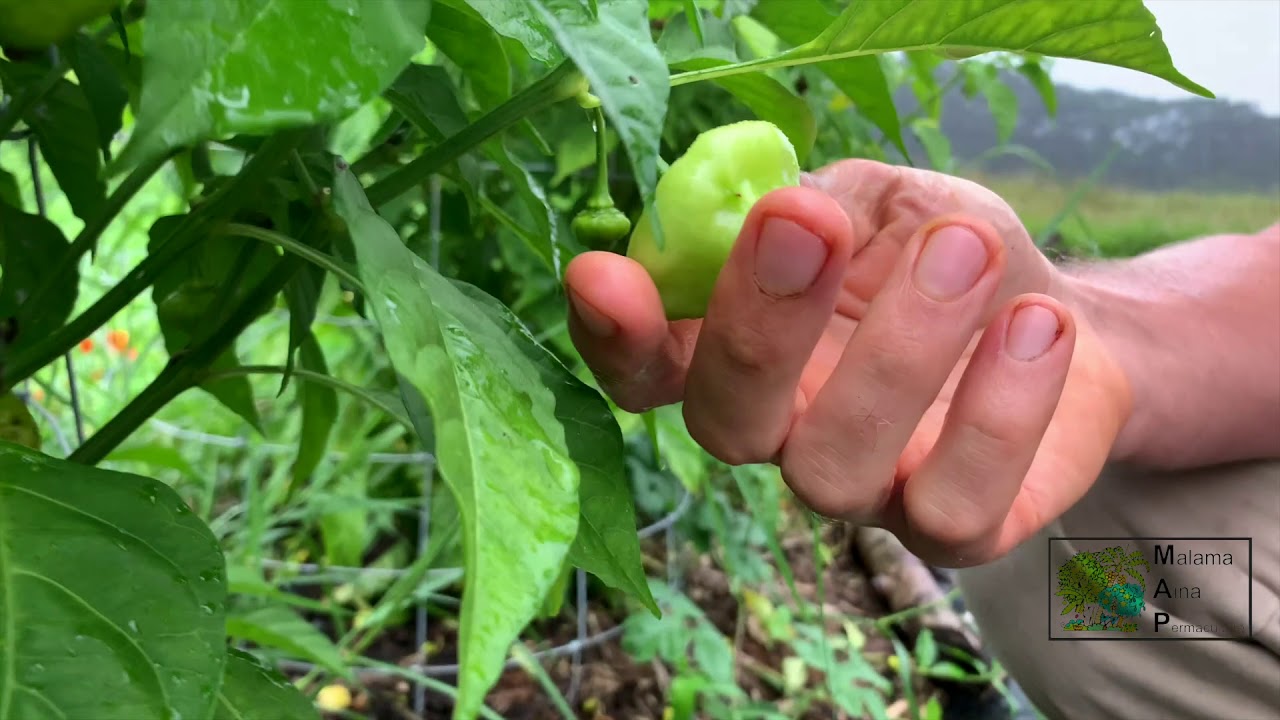 Locally adapted annual vegetables for Hawaii: How to Grow a Complete ...