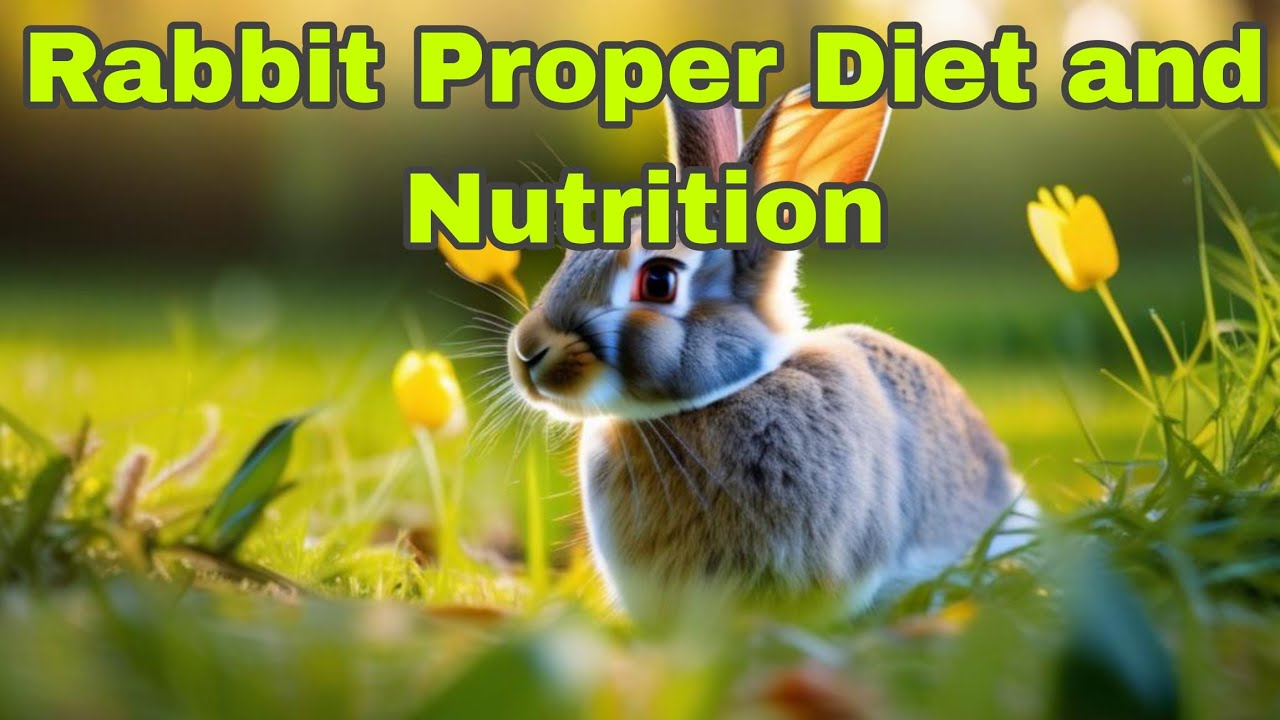 Rabbit Proper Diet and Nutrition | Diet and Nutrition For Rabbits ...