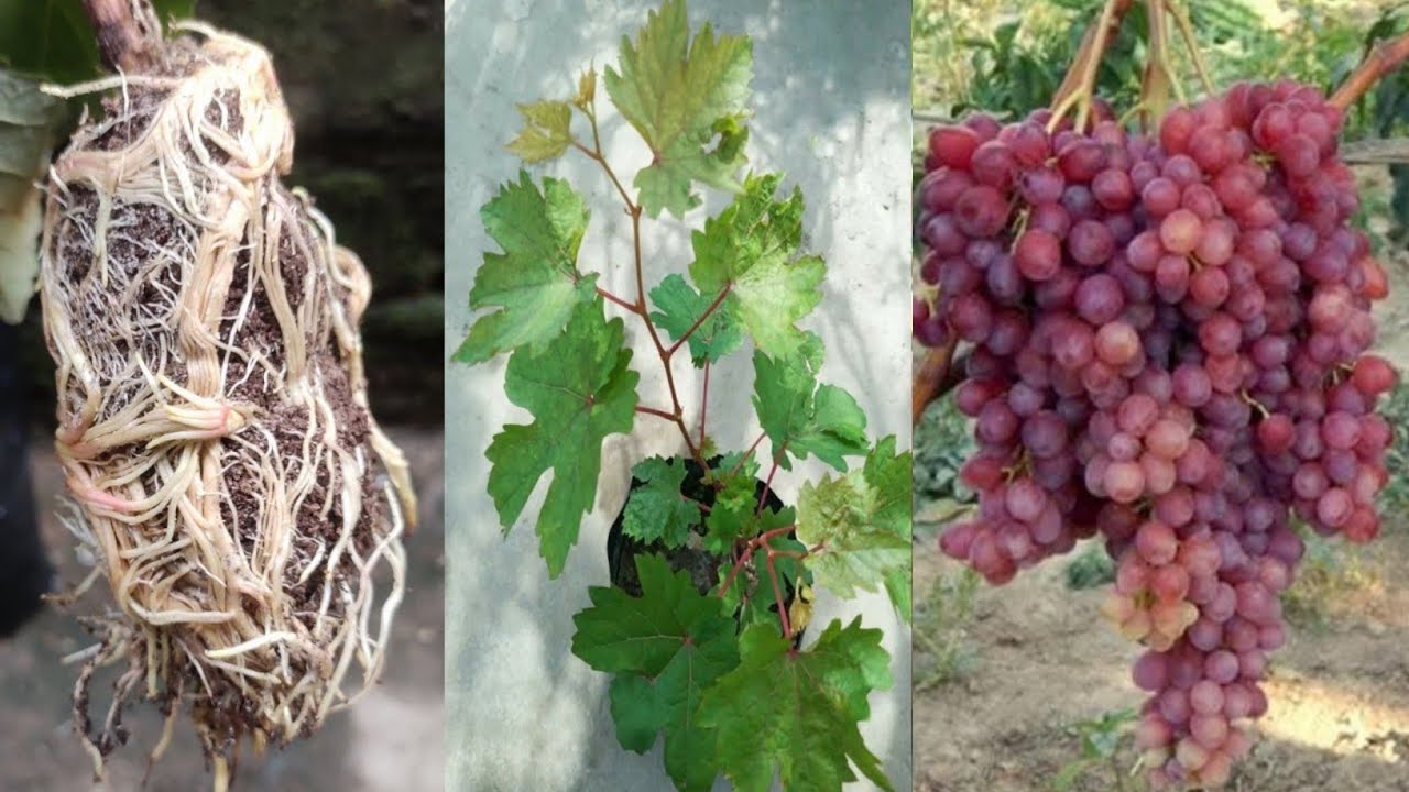 How To Propagate Grape Trees By Air Layering - With 100% Success! The ...