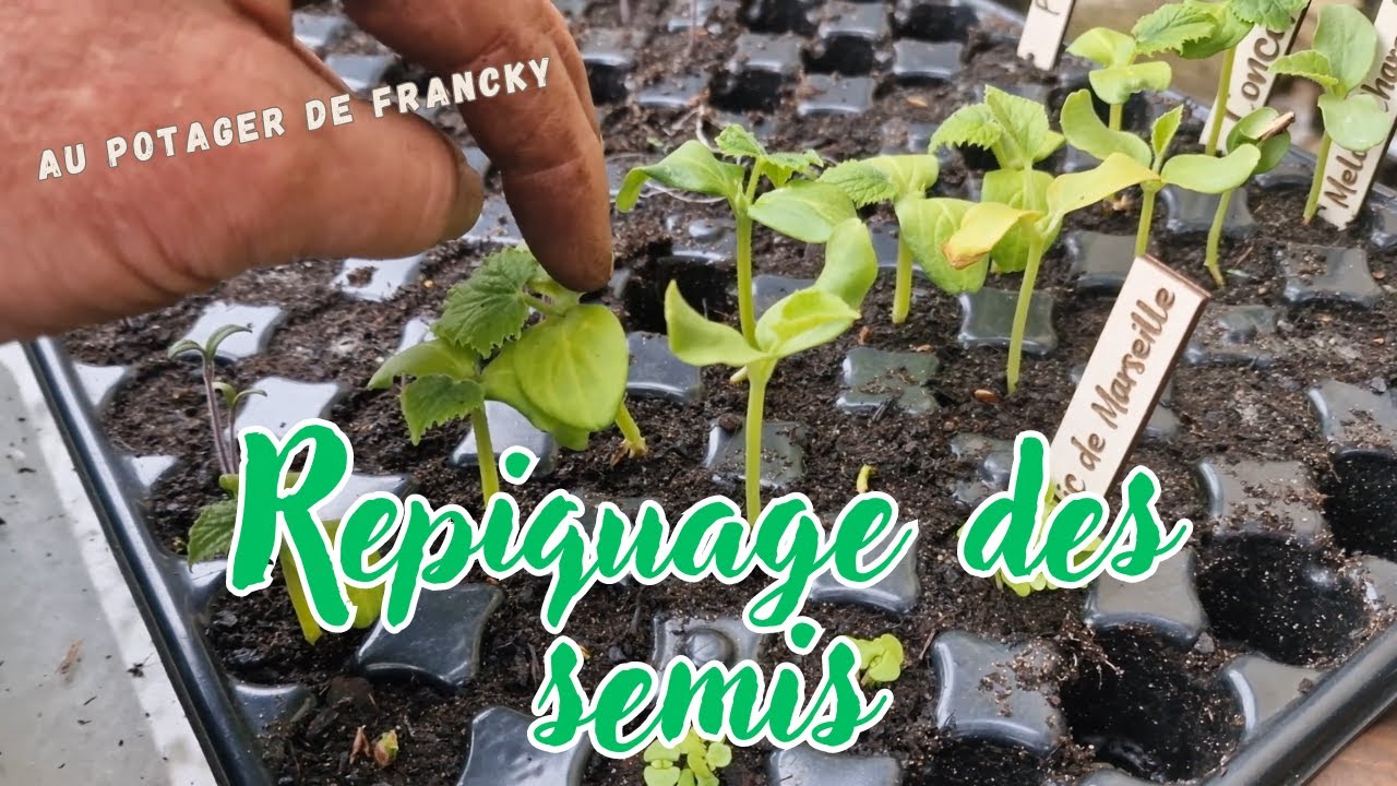 Repiquage des semis de tomates, melons, concombres - YouTube