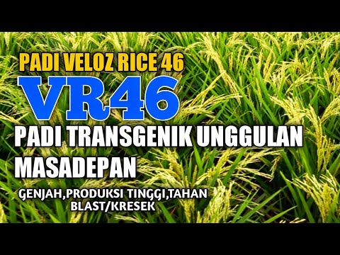 Padi Veloz Rice 46 (VR 46) Salah satu Padi Transgenik Unggul Masadepan ...