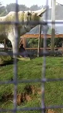 Randy rabbit woos hard-to-get chicken! Strange animals. 6373 - YouTube