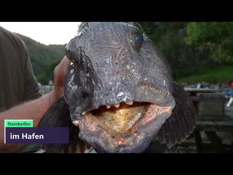 Norwegen so kann es gehen Steinbeisser/Seewolf vom Ufer - YouTube