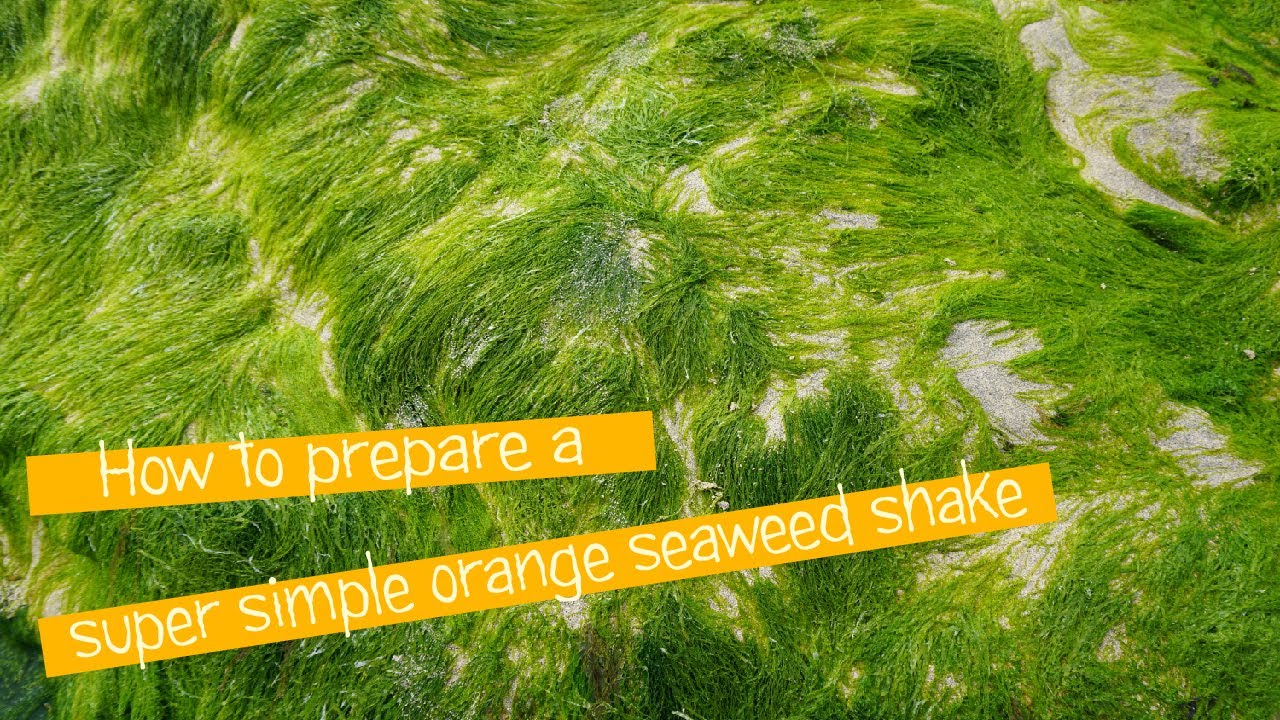 How to prepare a super simple orange seaweed shake - YouTube