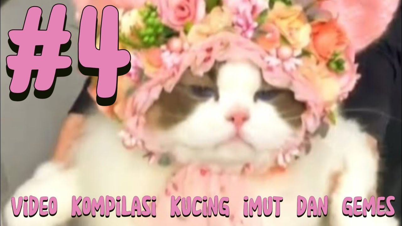 video kompilasi kucing imut dan gemes #4#lucuviral - YouTube