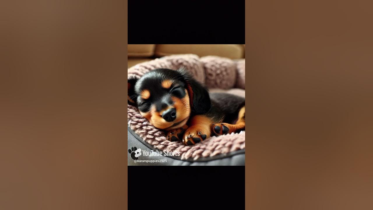 Duerme, perrito ♥️ - YouTube