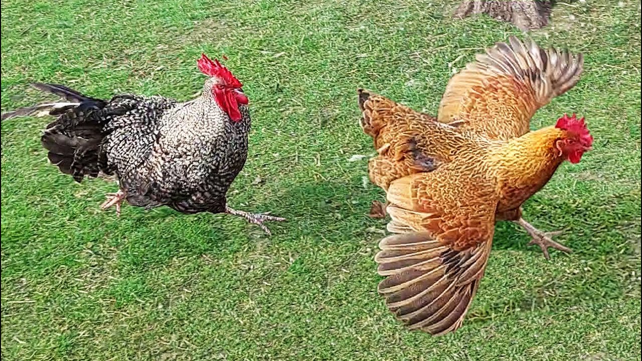 Happy life of roosters and hens. New season. - YouTube