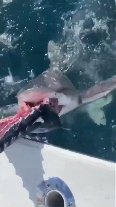 This shark didn't want to let go!!😂guys like and subscribe the video - YouTube