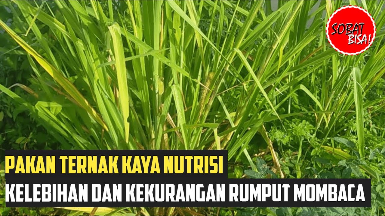 KELEBIHAN KEKURANGAN RUMPUT MOMBACA - YouTube