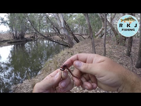 Redfin for dinner, thanks to Jan Juc fishing worms