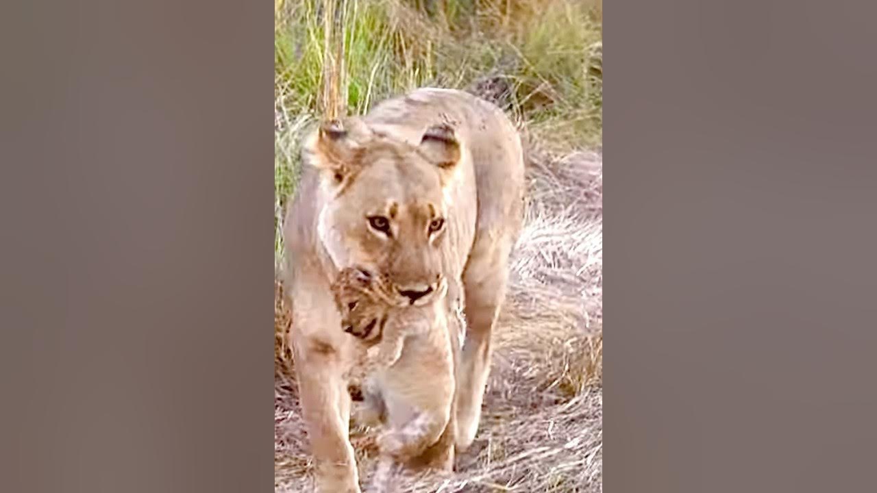 Mother lion carrying her cub #Lion #Shorts - YouTube