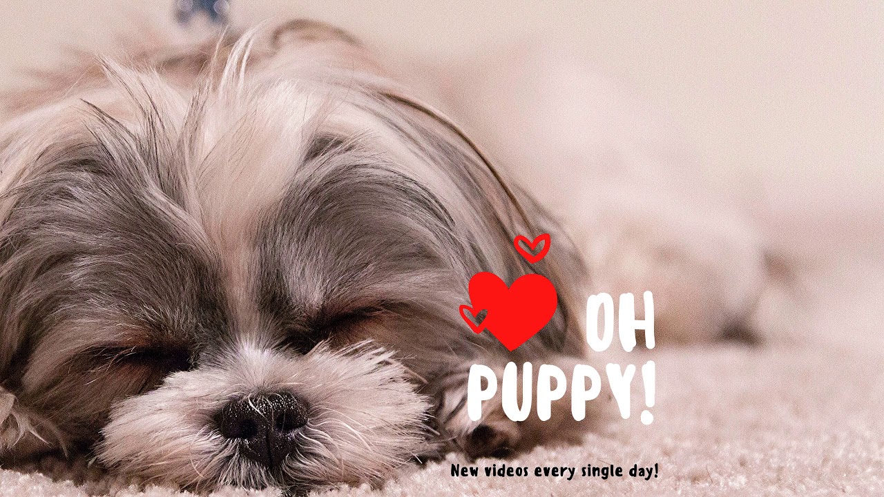 Oh Puppy! Vlog Youtube Thumbnail - YouTube