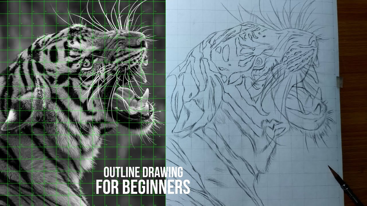Outline drawing for beginners. Tiger drawing outline step by step ...