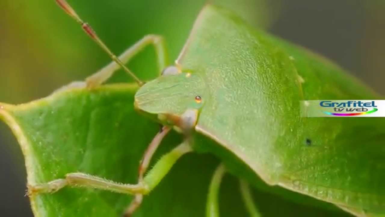 Chinche verde Nezara viridula - YouTube