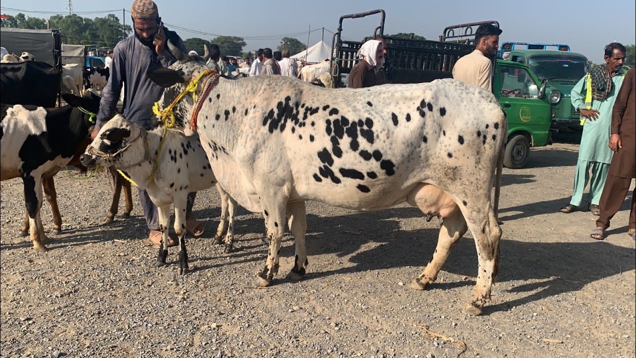 Cows Rate mandra mandi latest update ll cows with Galf ll jamil tv ll ...