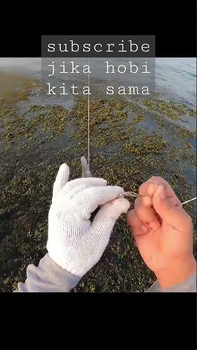 cara memasang umpan untuk ikan besar #mancing - YouTube