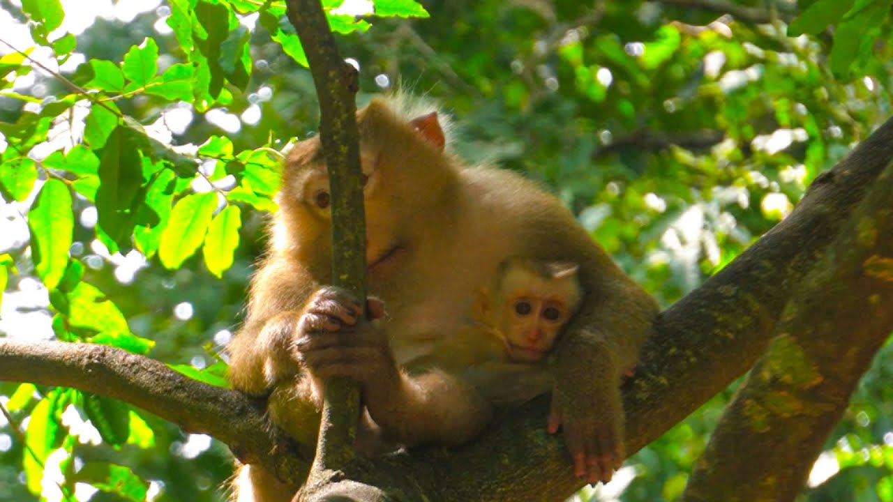 Awesome Video _ rose with young monkey robin So sweet Mom - YouTube