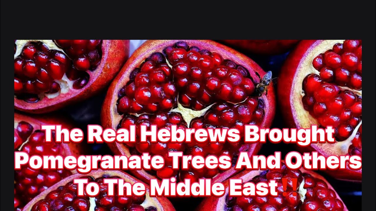 The Hebrews Brought Pomegranates, Olives, And Citron Trees To The ...