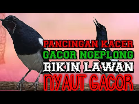 Pancingan kacer gacor ngepong memancing kacer lain ikut bunyi langsung nyaut gacor di malam hari!