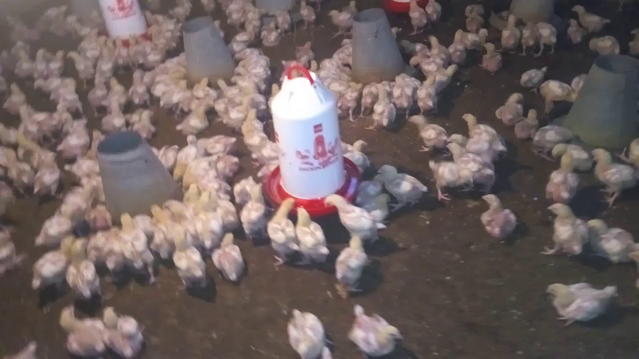 Broilers project 1 Oct 2019(2) - YouTube