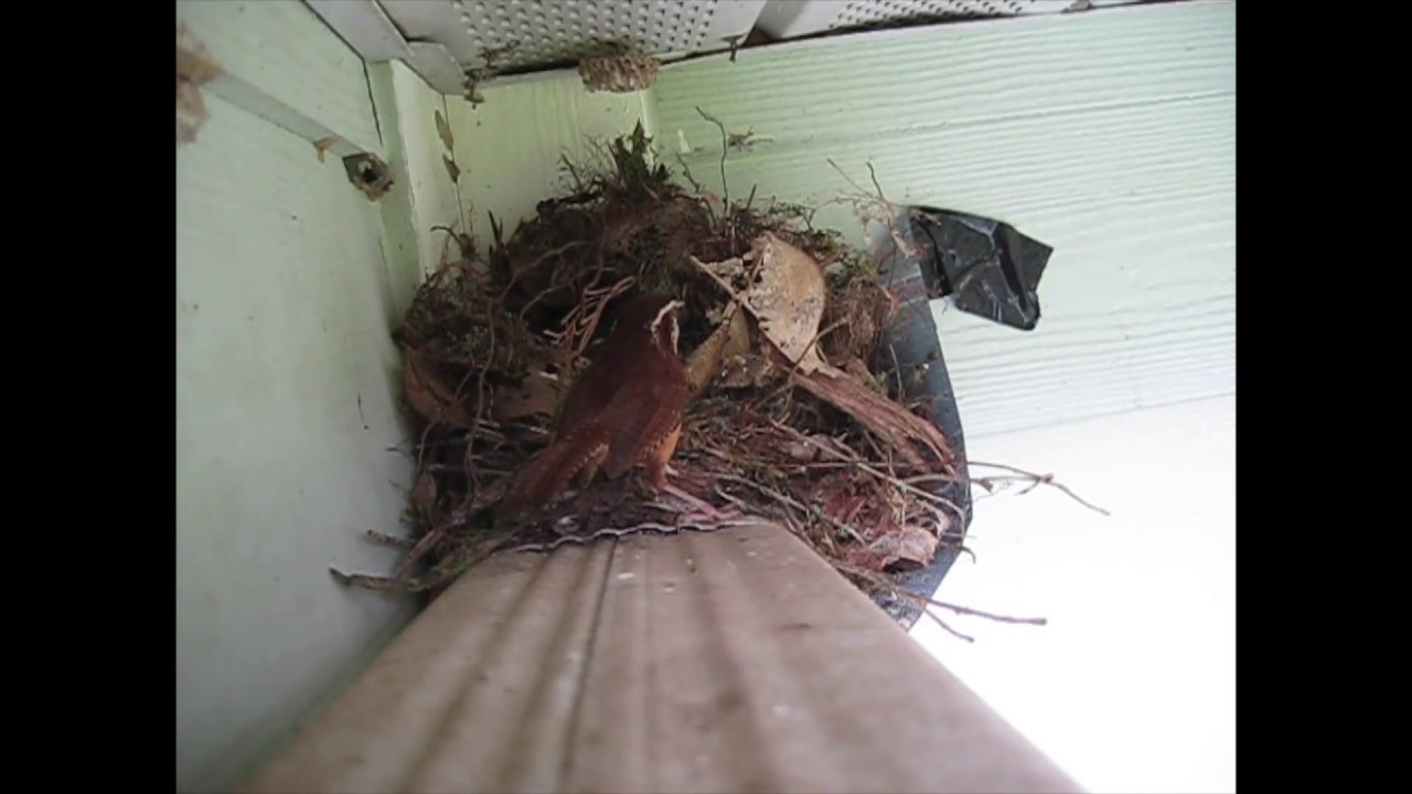 Wrens Make a Nest and Have Babies - YouTube