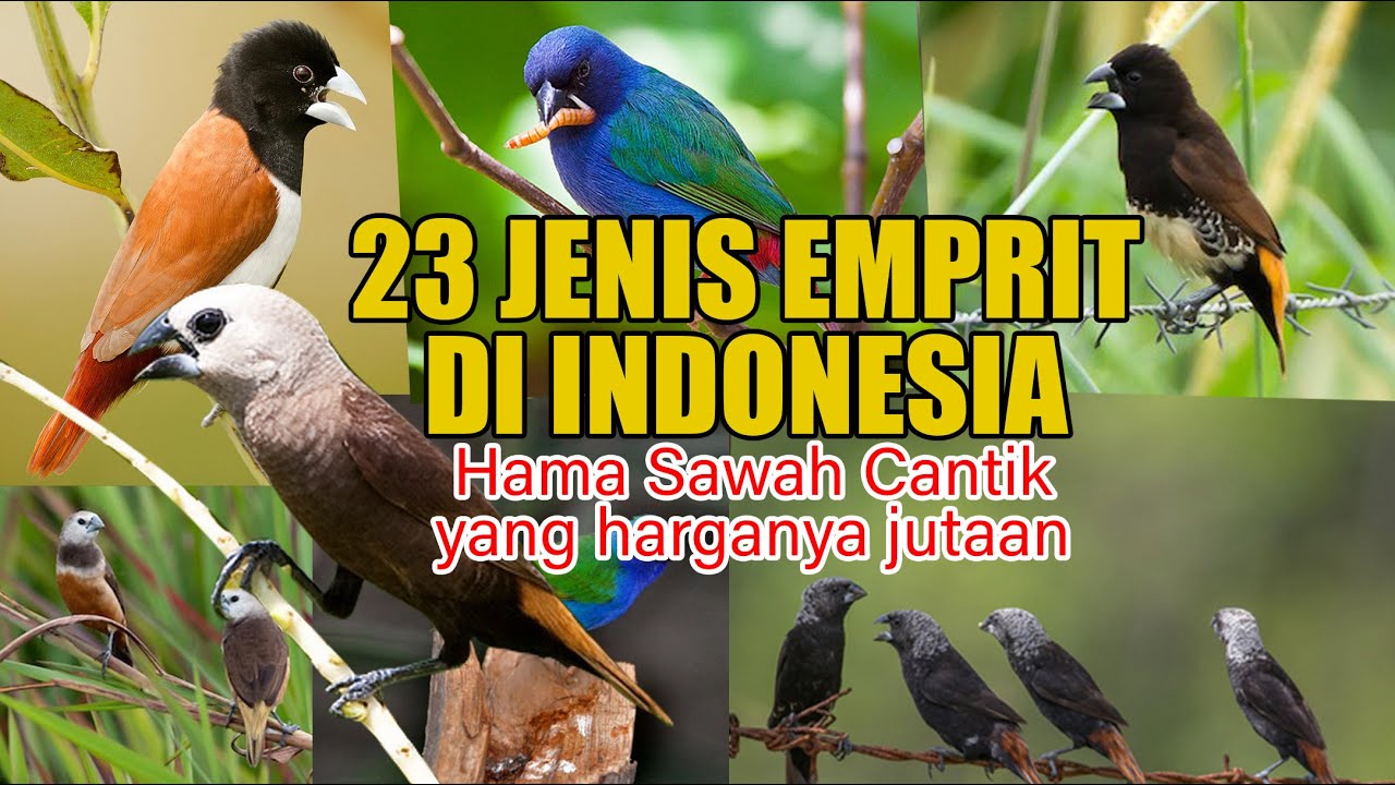 23 JENIS BURUNG EMPRIT DI INDONESIA, INI DIA EMPRIT CANTIK DARI PAPUA ...