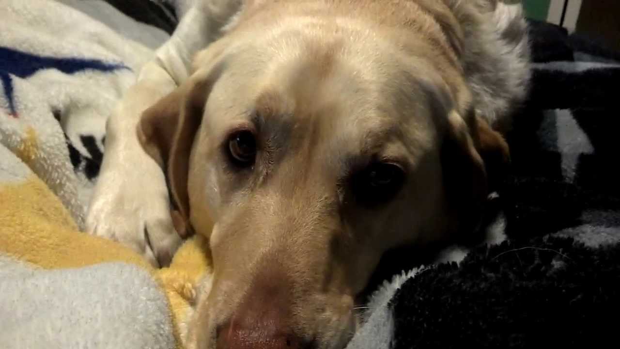 Trooper, the fat lab - YouTube