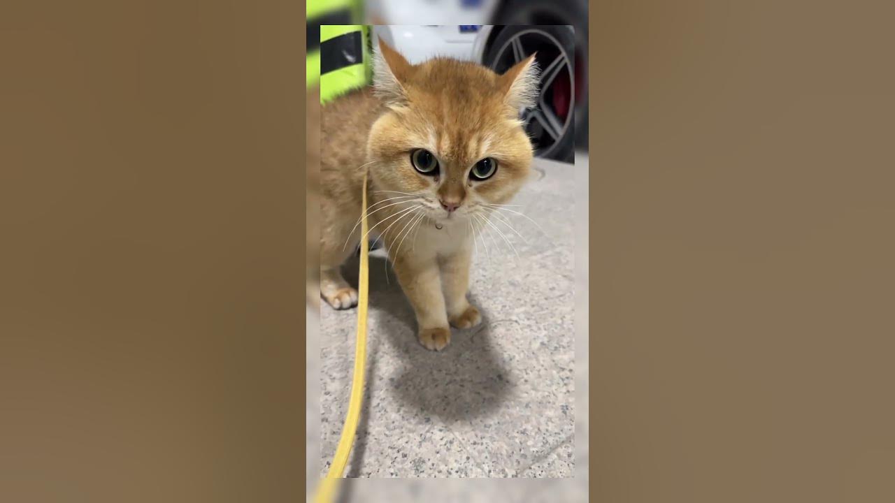 What is that language ? 🤔 Its meow meow language 😂😂 #funny #crazy #cute ...