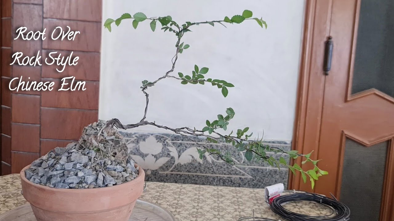 chinese elm bonsai | root over rock style | bonsai care | shaping ...