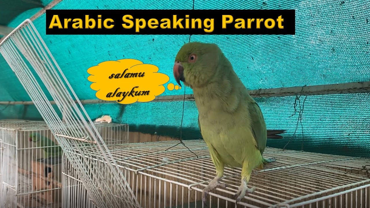 Arabic speaking Parrot|speaking parrot|Oman Parrots|#greenparrots |# ...
