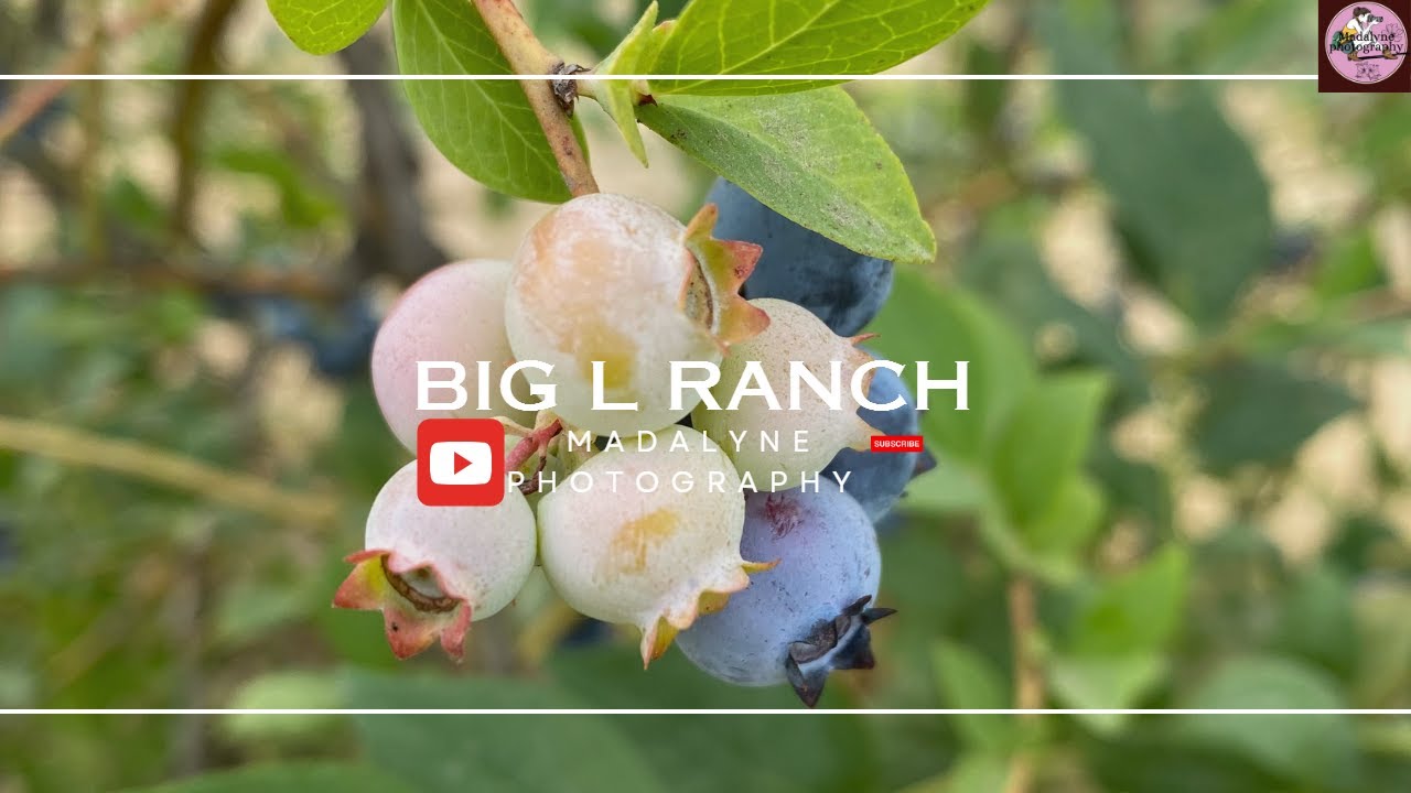 Big L ranch - YouTube