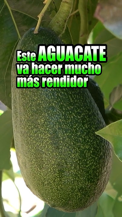 AGUACATE O PALTA 🥑 FUERTE es más cremoso y grande la conoces - YouTube