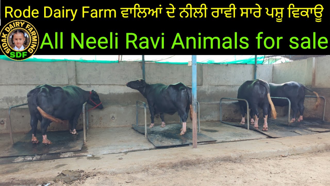 Rode Dairy Farm ਨੇ ਕਰਤੇ ਨੀਲੀ ਰਾਵੀ ਦੇ ਸਾਰੇ ਪਸ਼ੂ ਵਿਕਾਊ, All Neeli Ravi ...