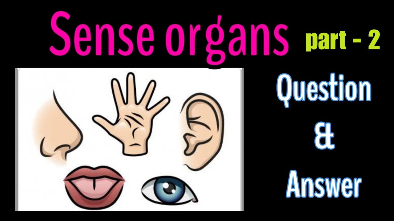 Sense organs | part - 2 | exercise work | class 2 EVS - YouTube