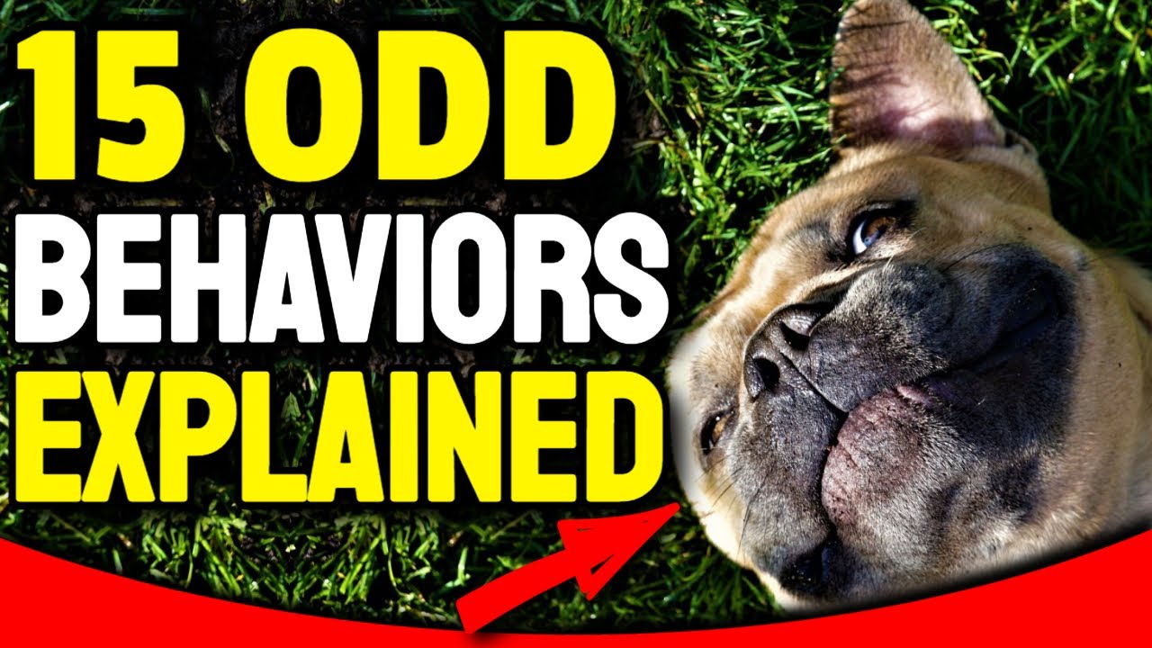 15 Odd Dog Behaviors And What They Actually Mean 😅 - YouTube