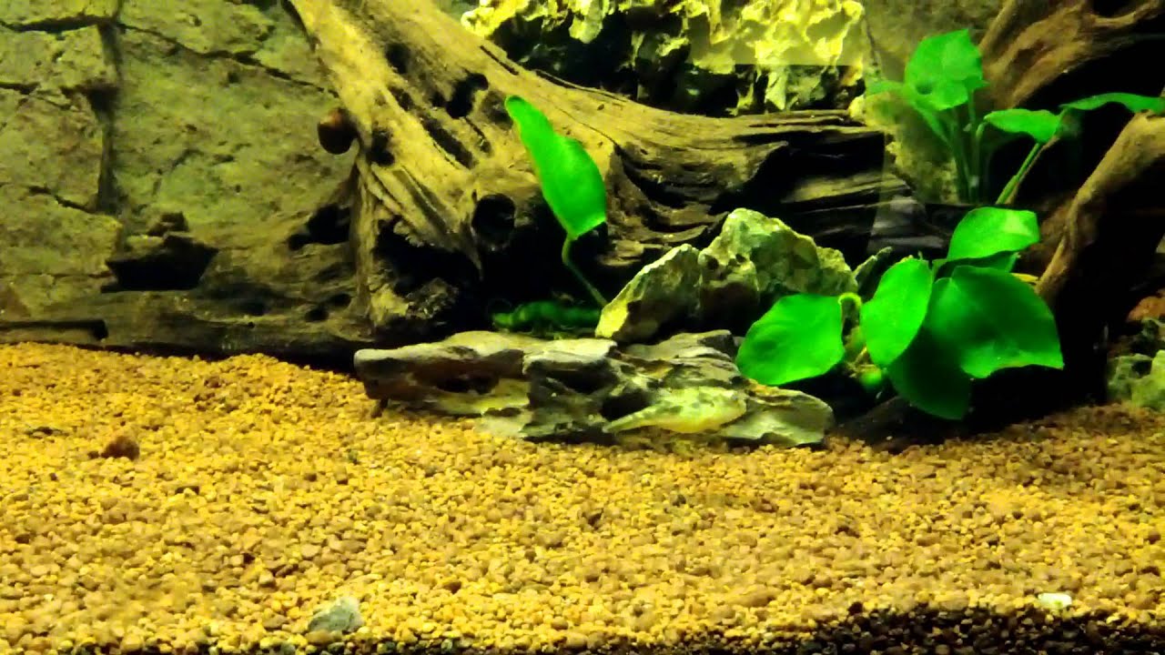 Baby fahaka looking for bloodworms - YouTube