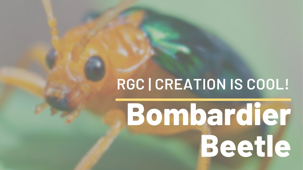 Bombardier Beetles Create Chemical Explosions! | Bombardier Beetle ...