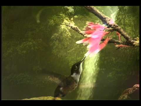 Save the Rain Forest (Commercial) - YouTube