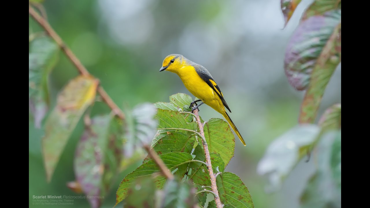 Scarlet Minivet - Female (Pericrocotus speciosus) #minivet # ...
