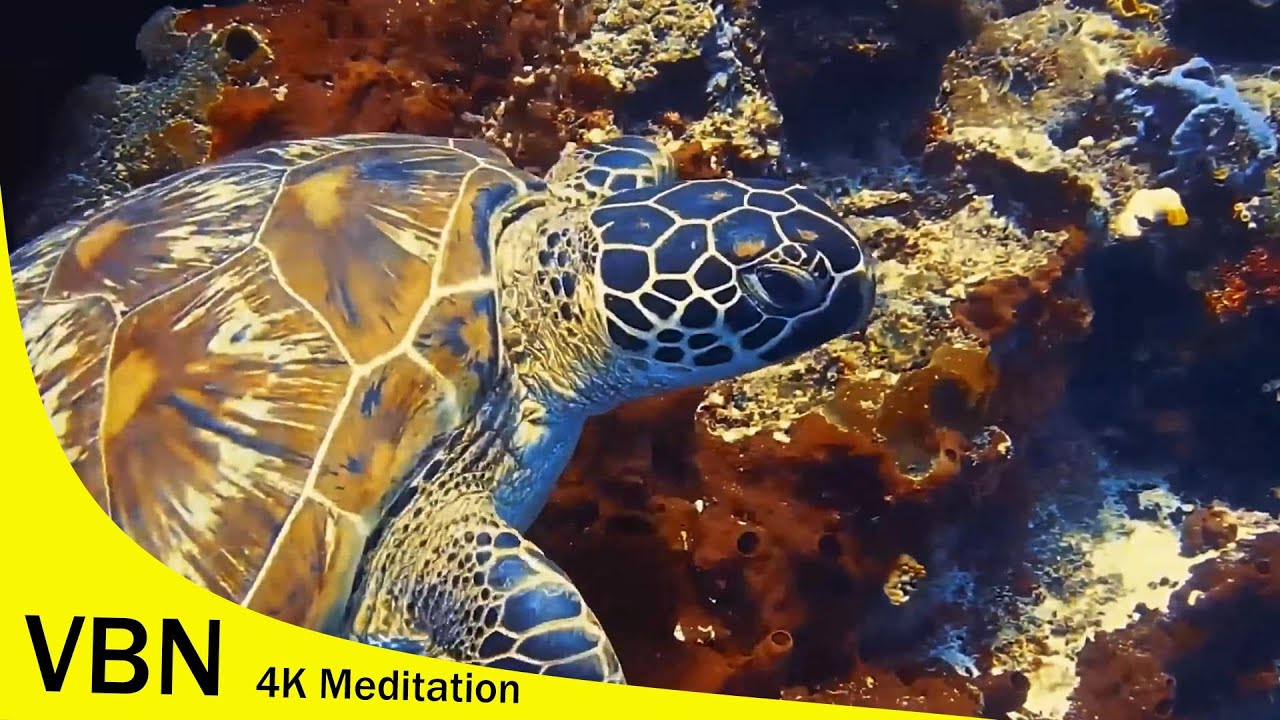 4K Relaxing Underwater deep Music Peaceful VBN 4k Meditation - YouTube