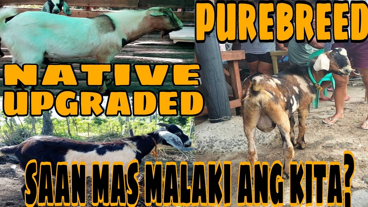 SAAN MAS MABILIS AT MALAKI ANG KITA?NATIVE,UPGRADED O PUREBREED NA ...