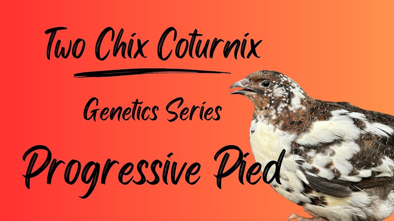 Genetics Series: Progressive Pied - YouTube