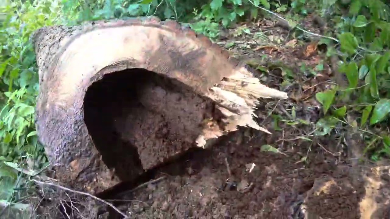 Cutting Down a Tree With a Rotten Center - YouTube