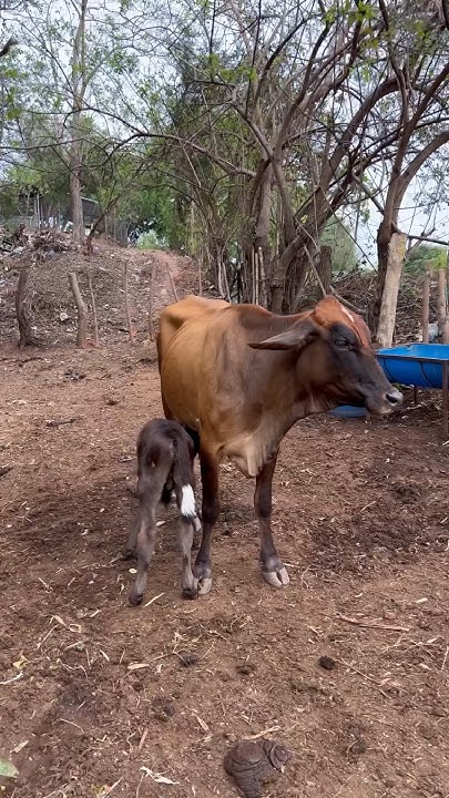 Poco a poco Pepe se va ganando a la quesadilla - YouTube