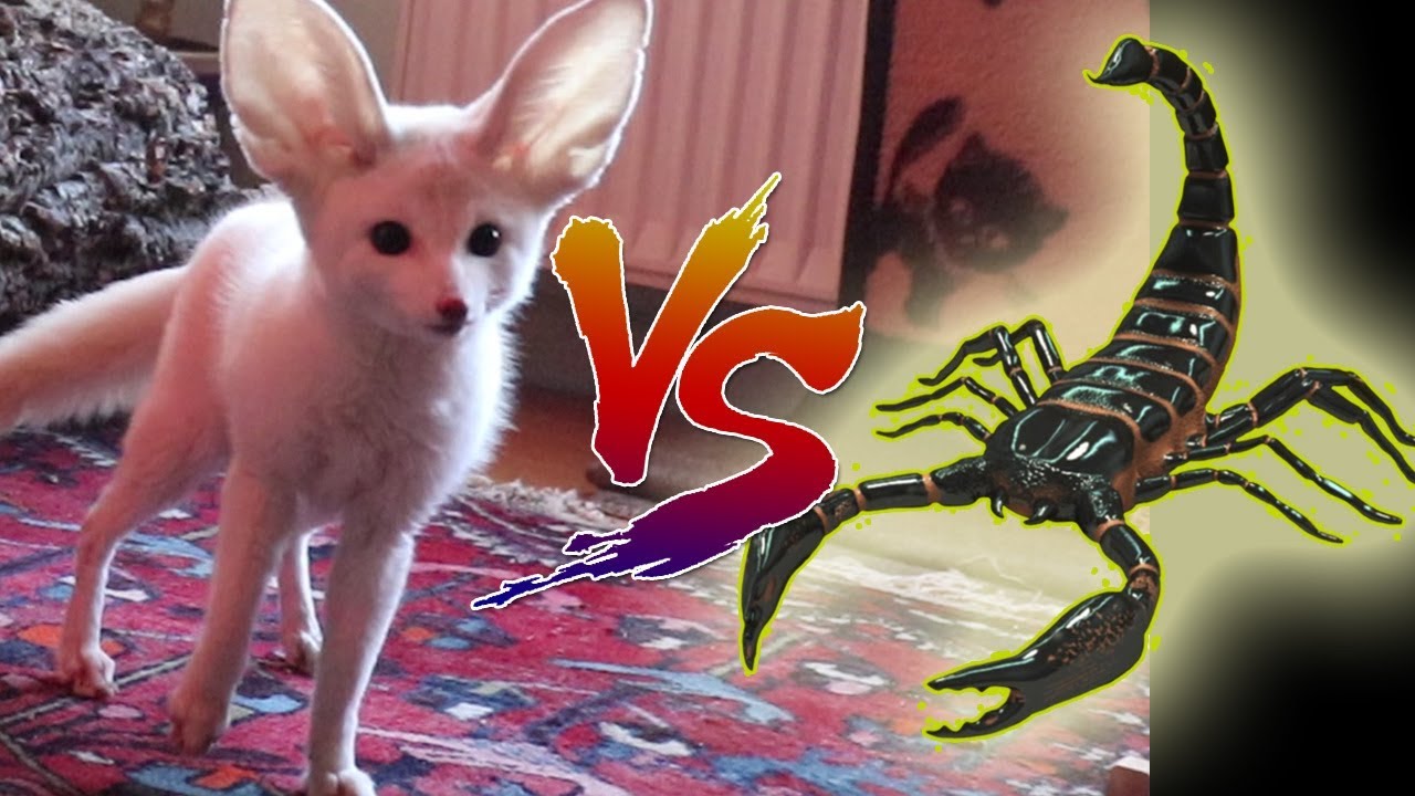 Fennek Fox VS Scorpion -ϟ BLOODY FIGHT ϟ 🦊Raposa Feneco🦊EPIC BATTLE ...