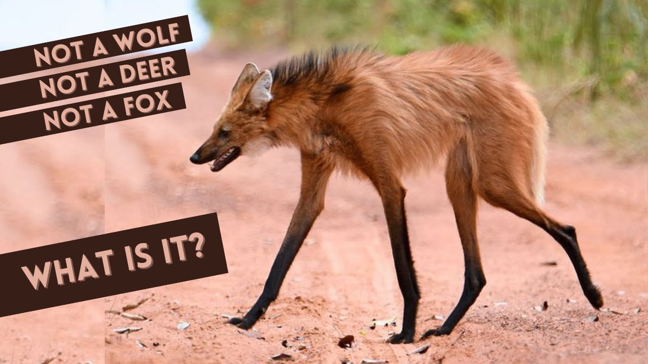 Maned Wolf: Fascinating Facts About Unique Creature | Loner of the ...