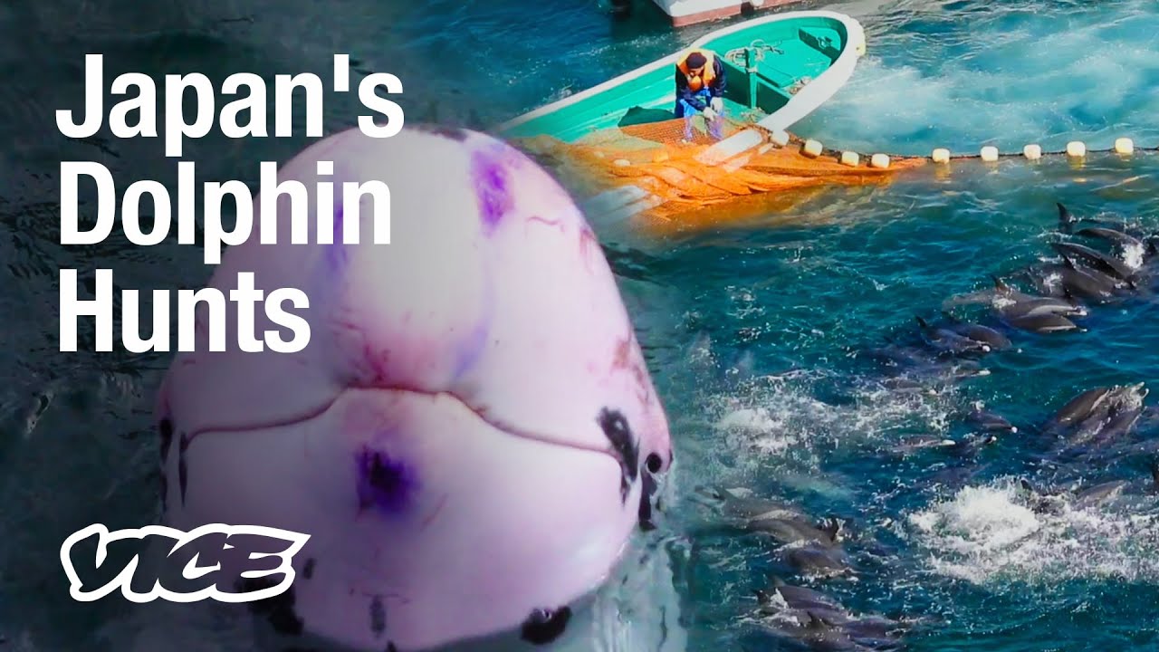 Inside Japan's Global Dolphin Trade | *Trigger Warning: Graphic Content ...